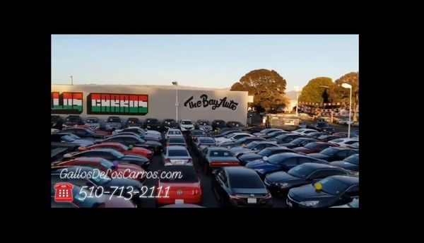 INICIO | The Bay Auto Gallos De Los Carros LLC